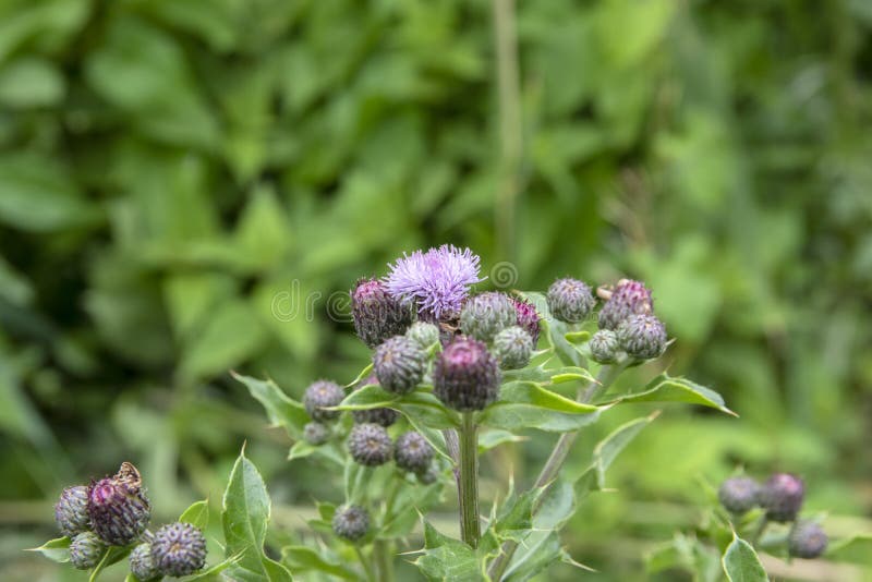 Close Up of a Carduus at Amsterdam the Netherlands 12-6-2020 Stock ...