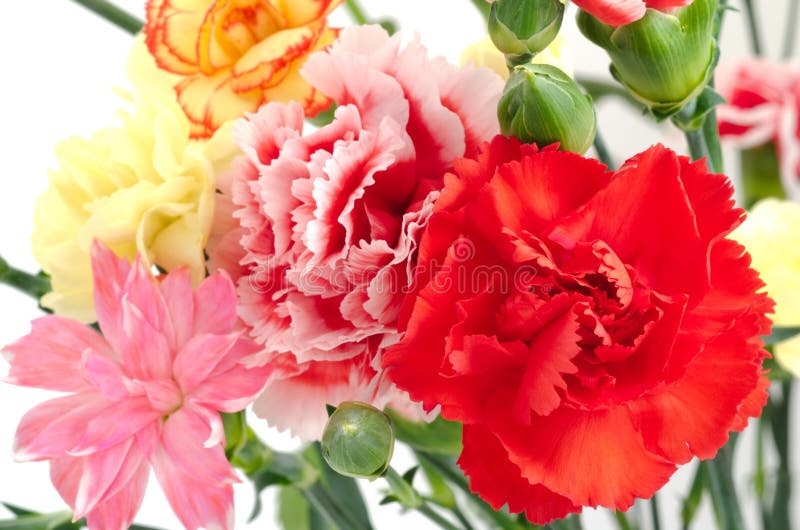 Close up red carnation stock image. Image of freshness - 28514821