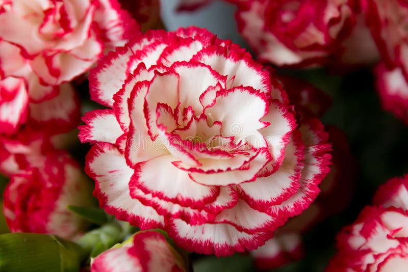 Close Up of Carnation Flowers Stock Photo - Image of dianthus, clove ...