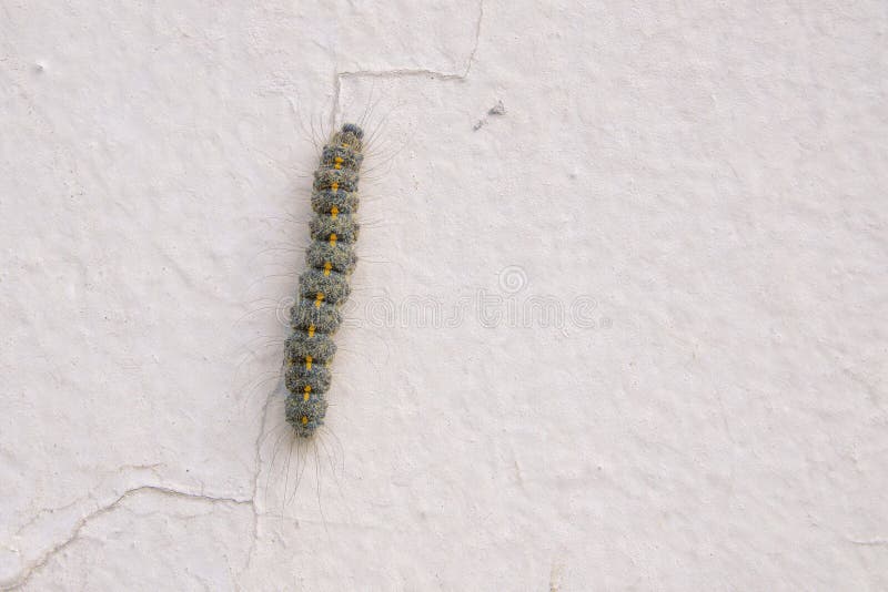 Carpenterworm stock image. Image of carpenterworm, cutworm - 242533685