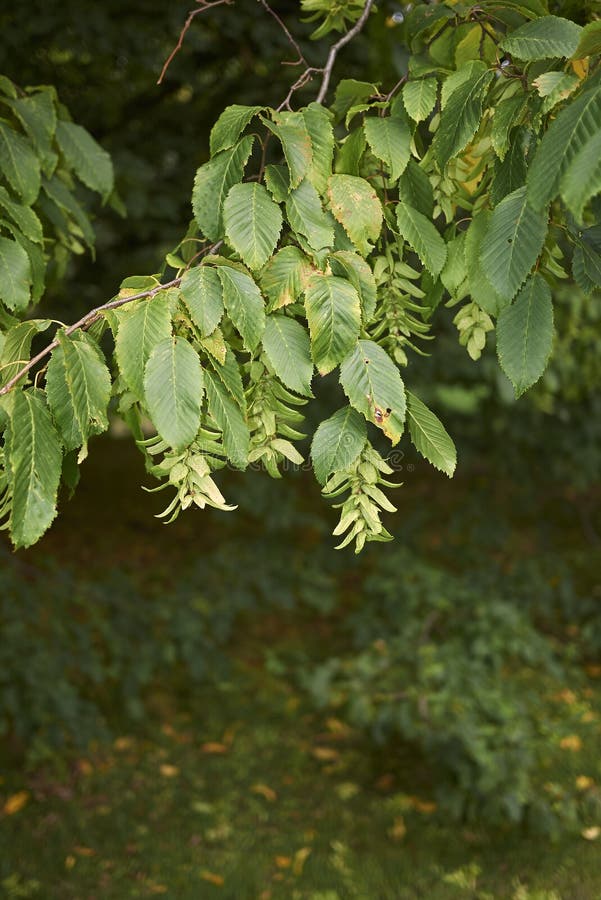 Carpinus betulus tree stock image. Image of common, close - 111266041