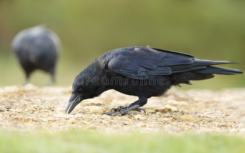 2,384 Crow Eating Stock Photos - Free & Royalty-Free Stock Photos from ...
