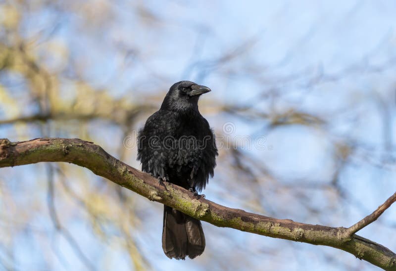 Close Up of a Carrion Crow Perched on a Tree Branch Stock Photo - Image ...