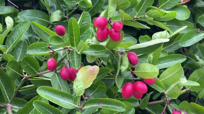Close Up of Carunda or Karonda on Tree Stock Footage - Video of tree ...