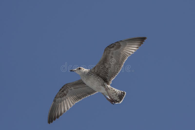 Caspian Gull stock photo. Image of flight, caspian, wings - 3257592