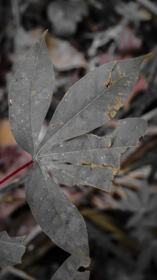 Close-Up of a Cassava Leaf with Focus on Its Detailed Shape Stock Photo ...