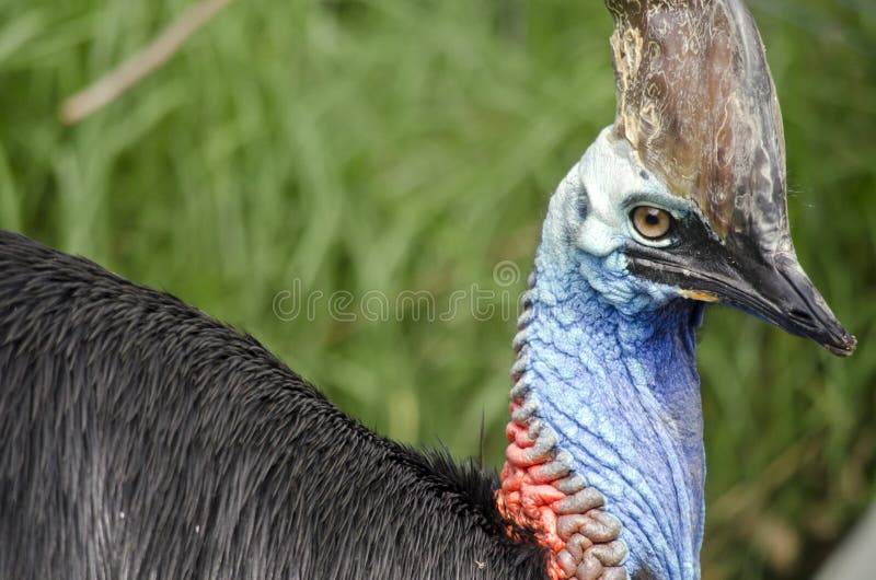 Cassowary stock photo. Image of brown, cassowary, casuariiformes ...