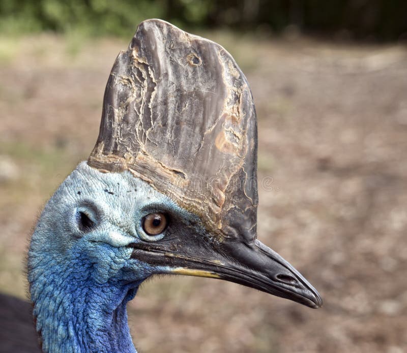 Cassowary side view stock photo. Image of cassowary - 135201586