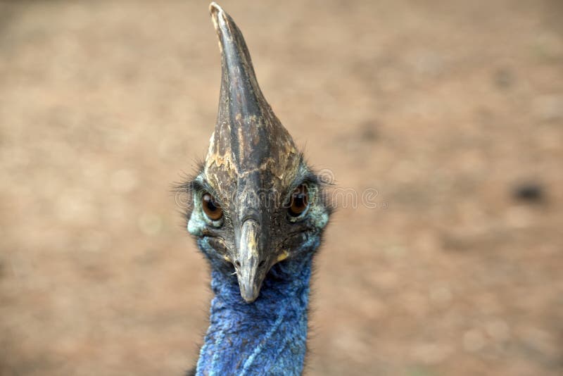 This is a Close Up of a Cassowary Stock Photo - Image of wattle, exotic ...