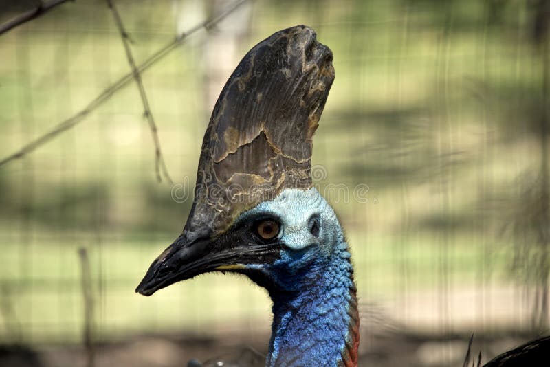 This is a Close Up of a Cassowary Stock Photo - Image of bird, lump ...