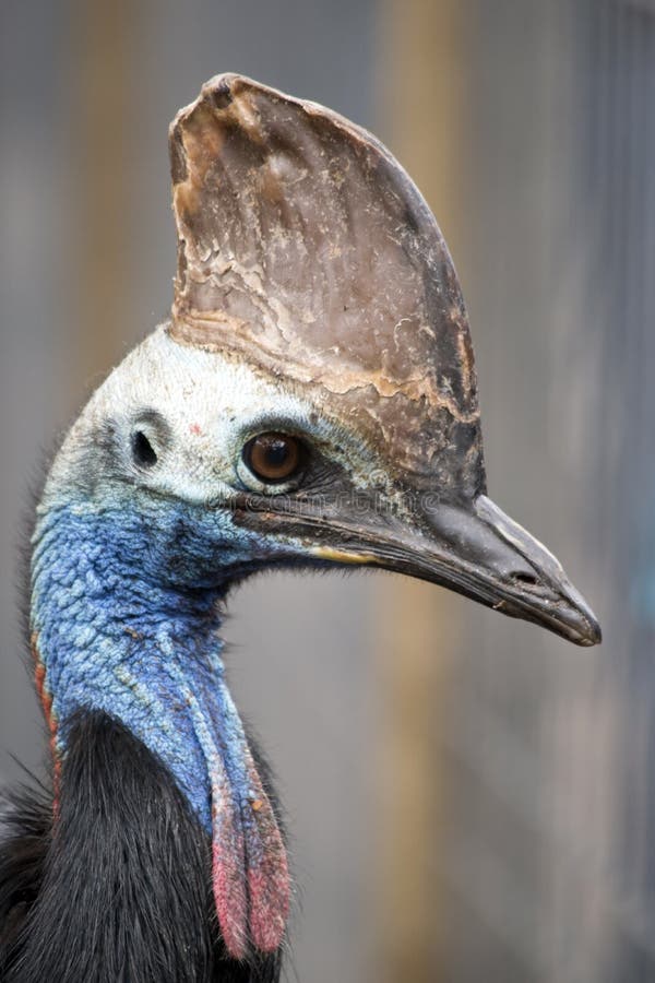 This is a Close Up of a Cassowary Stock Photo - Image of bill, strong ...