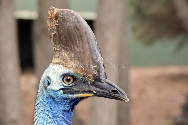 This is a Close Up of a Cassowary Stock Image - Image of unusual, fast ...
