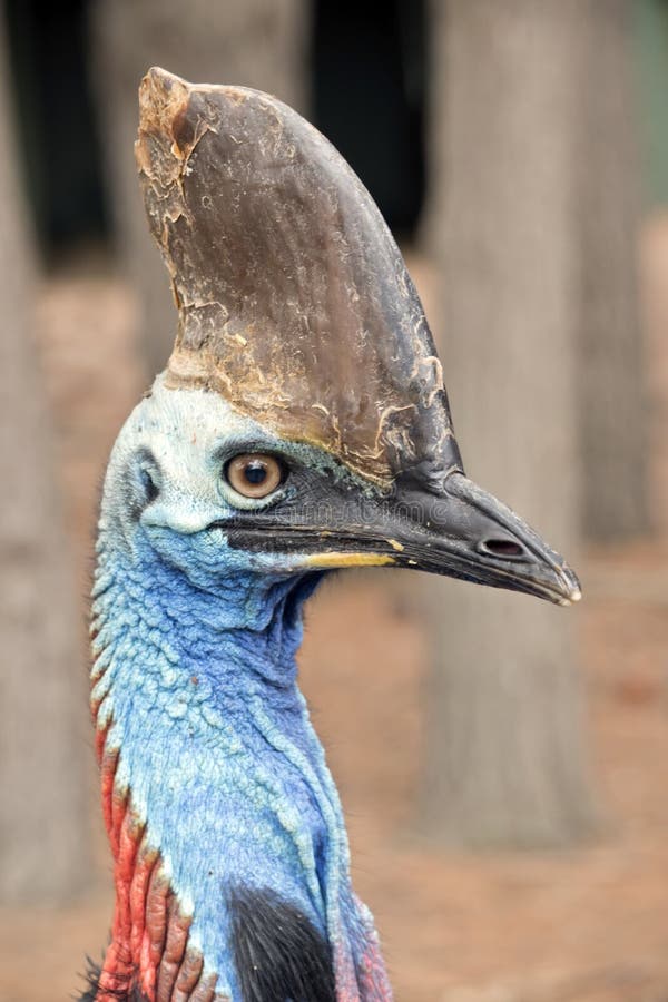 This is a Close Up of a Cassowary Stock Photo - Image of tail, wattle ...