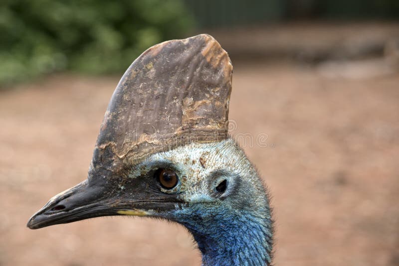 Cassowary side view stock photo. Image of cassowary - 135201586