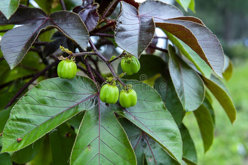 Close up of Castor plant stock image. Image of natural - 285054455