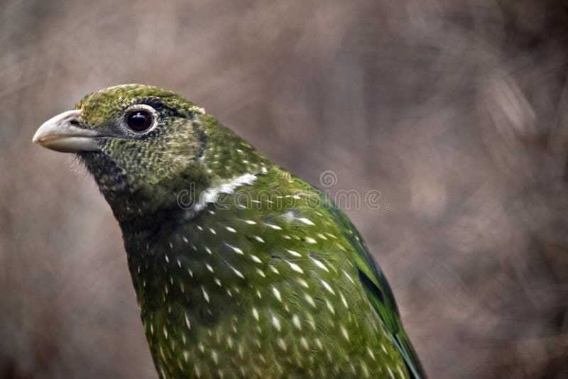 This is a Close Up of a Cat Bird Stock Photo - Image of feathers, bill ...