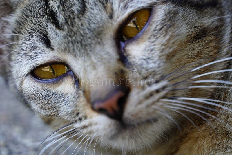 Close-up a Cat Eyes Looking at Camera. Stock Photo - Image of eyes ...