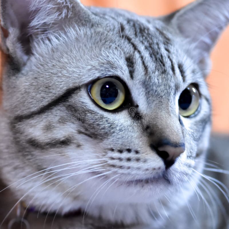 Close up of cat face. stock photo. Image of eyes, animal - 194194152