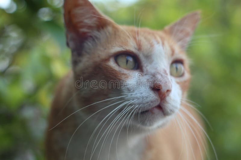 A close up cat face stock photo. Image of snout, whiskers - 246177082