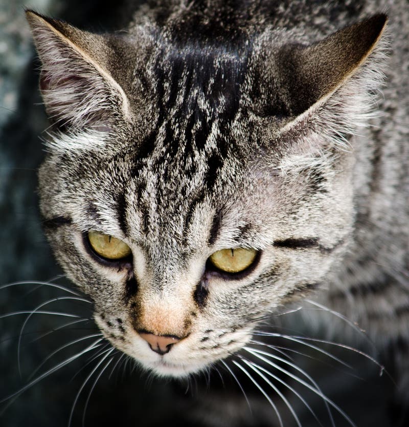 Close-up of cat face stock photo. Image of head, beautiful - 25983202