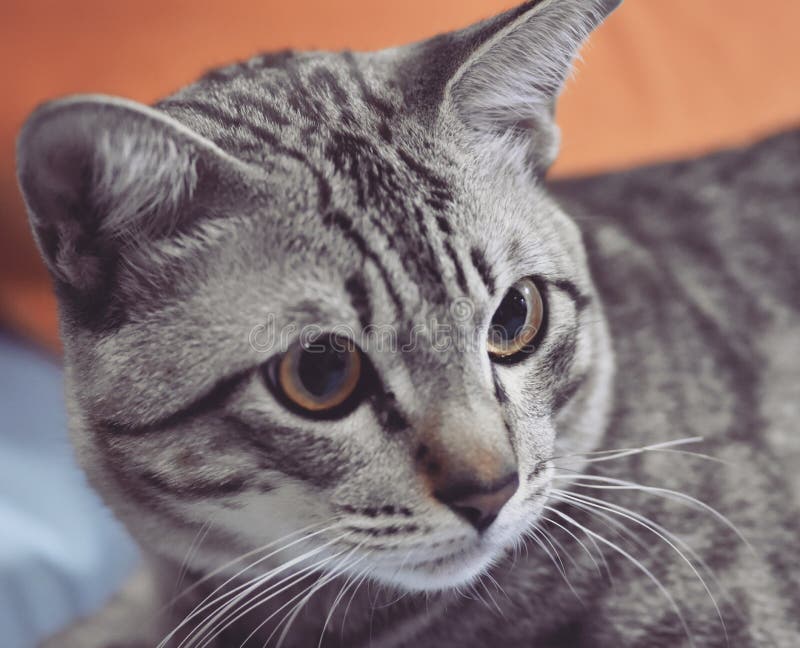 Close Up of Cat Face with Bg Eyes. Stock Image - Image of cute, close ...