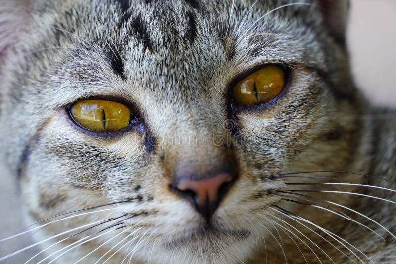 Close-up a Cat Face Looking at Camera. Stock Image - Image of snout ...