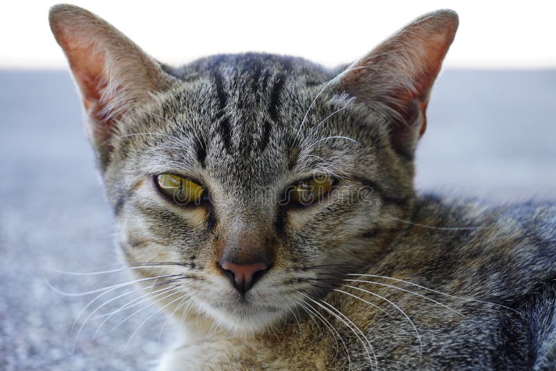 Close-up a Cat Face. a Cat Looking at Something Stock Image - Image of ...