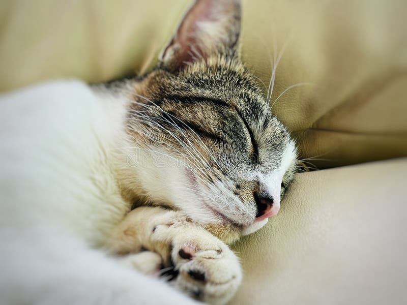 Close Up Cat Face Napping on Sofa Stock Image - Image of animal, life ...