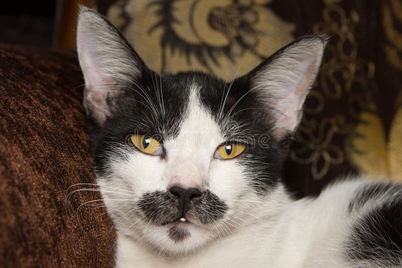 Sharp Eyes Of A Cat Close Up Image Stock Image - Image of animal ...