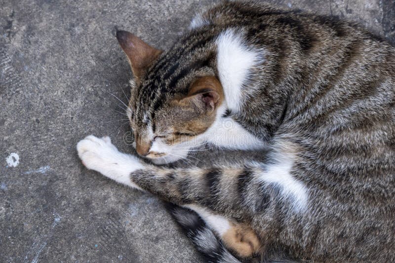 Close Up of a Cat Fast Asleep on the Garden Floor Stock Image - Image ...