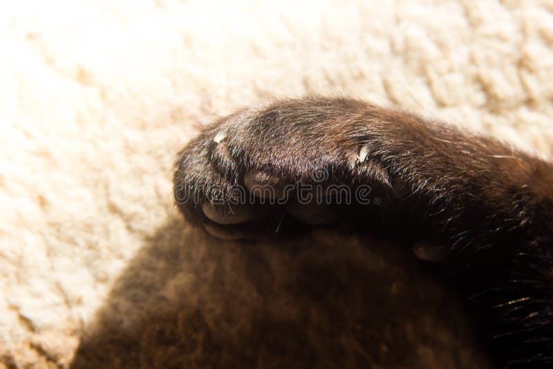 Close up cat feet stock image. Image of hand, beautiful - 87249399