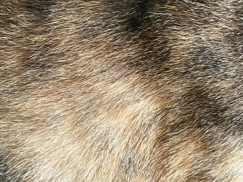 Cat fur texture stock photo. Image of closeup, wildlife - 266672444