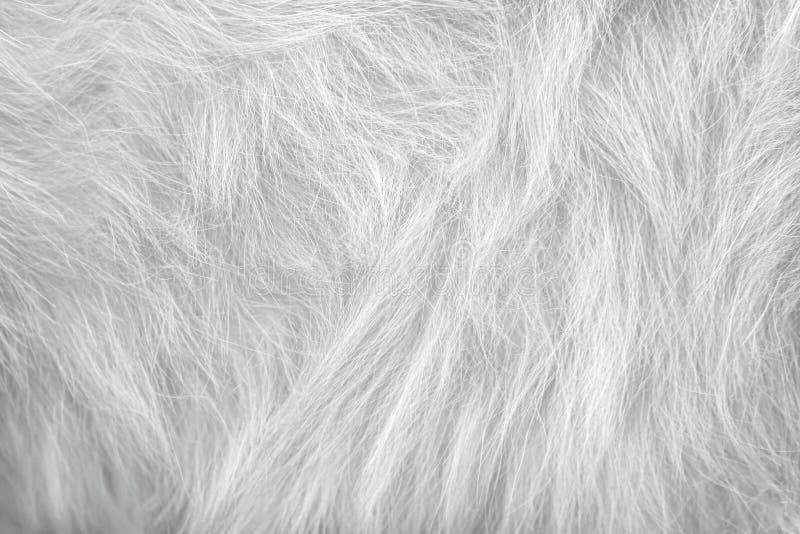 Cat Fur Texture Dark Grey Patterns Background Stock Photo - Image of ...