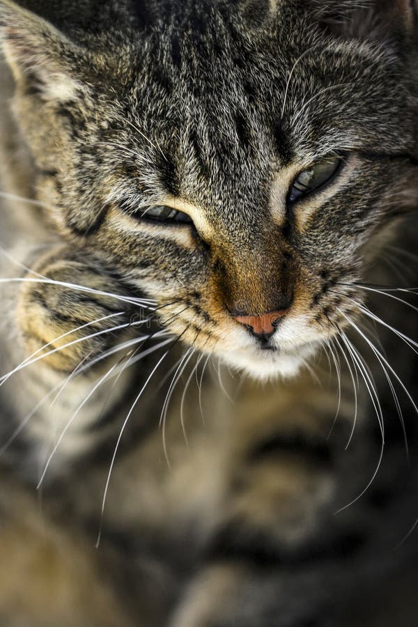 583 Cat Grooming Itself Stock Photos - Free & Royalty-Free Stock Photos ...