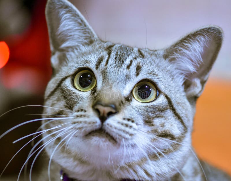 Close up of cat head. stock image. Image of cute, animals - 192448429