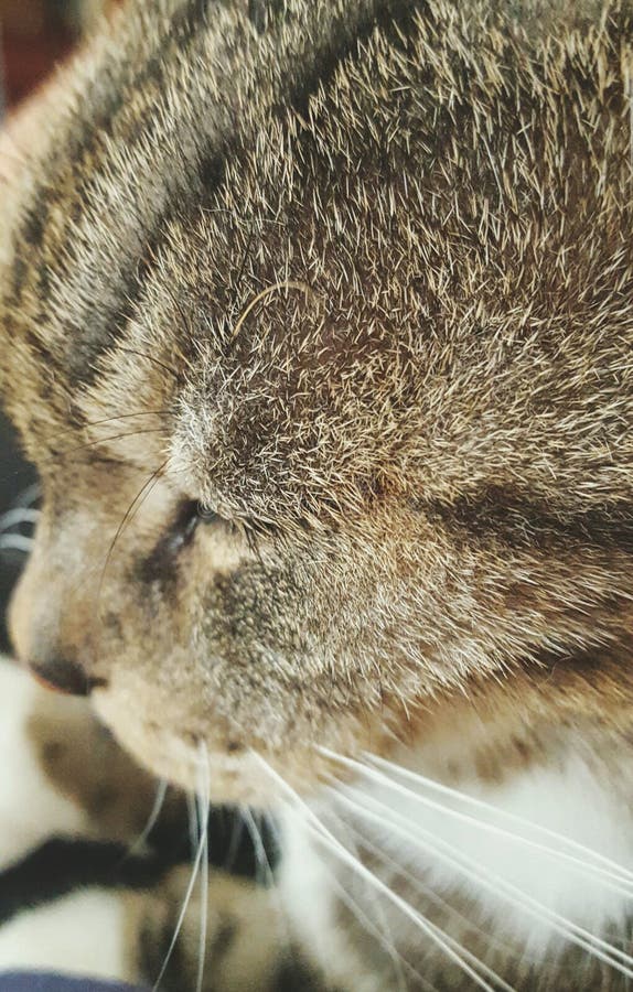 Close-up cat high angle stock image. Image of closeup - 86204829