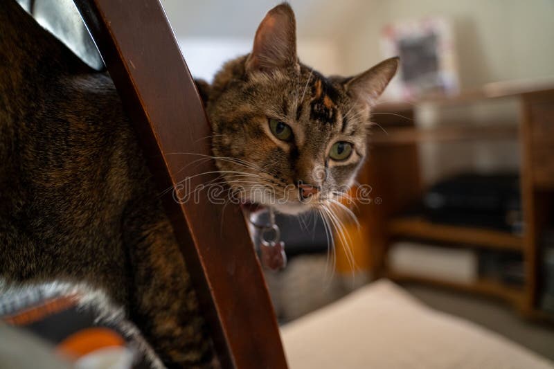 Close-up of a Cat Indoors Gazing To the Side Stock Image - Image of ...