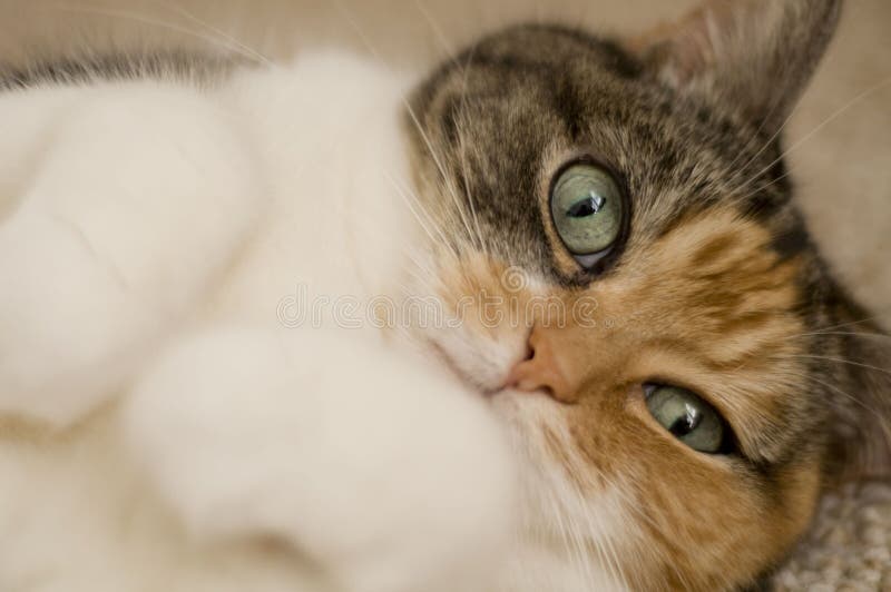 Close Up of Cat Laying on Back and Staring Stock Photo - Image of breed ...