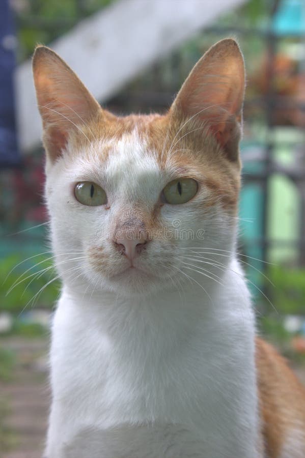 Close up cat stock photo. Image of vertebrate, young - 86060872