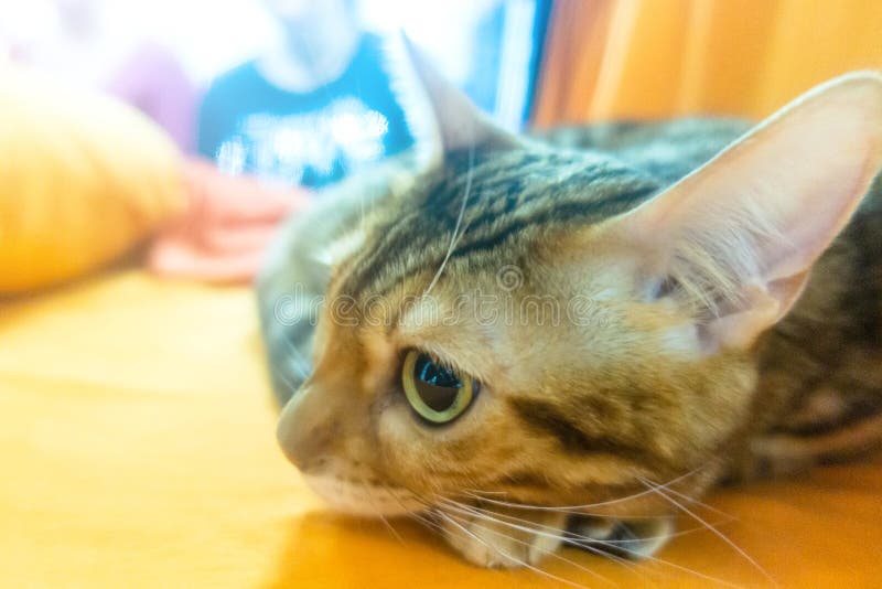 Close-up Cat Muzzle with Long Ears Stock Image - Image of adorable ...