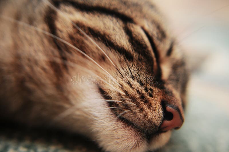 Close up of cat nose stock photo. Image of animal, contrast - 105697514