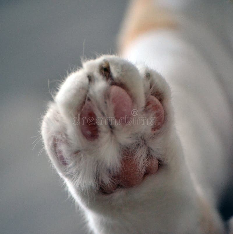 Close up of a cat paw stock image. Image of white, resting - 157890139