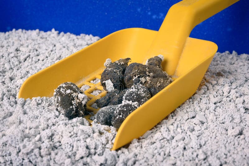 Close-up of Cat Poop in a Litter Box Shovel. Stock Image - Image of ...