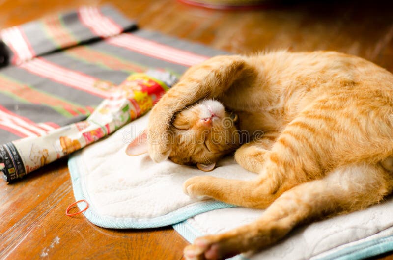 Cute Cat sleeping on wool stock photo. Image of alone - 25219014