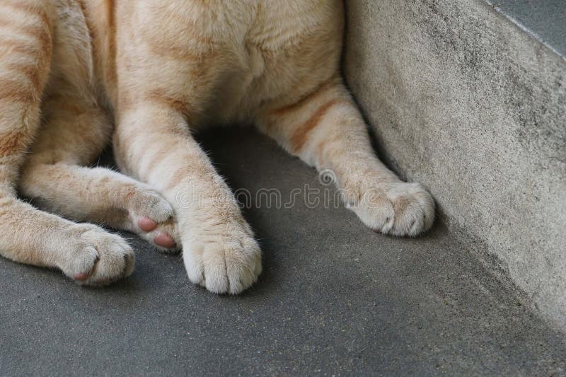 Close Up of Cat S Feet, on a Cement Ladder for Background and Texture ...