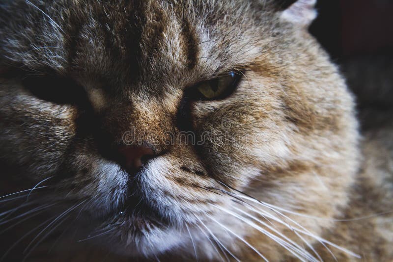 Close-up of Cat S Muzzle. High-quality Photo of Cat. Sleeping Cat Stock ...