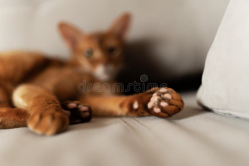 579 Cat Holding Paw Up Stock Photos - Free & Royalty-Free Stock Photos ...