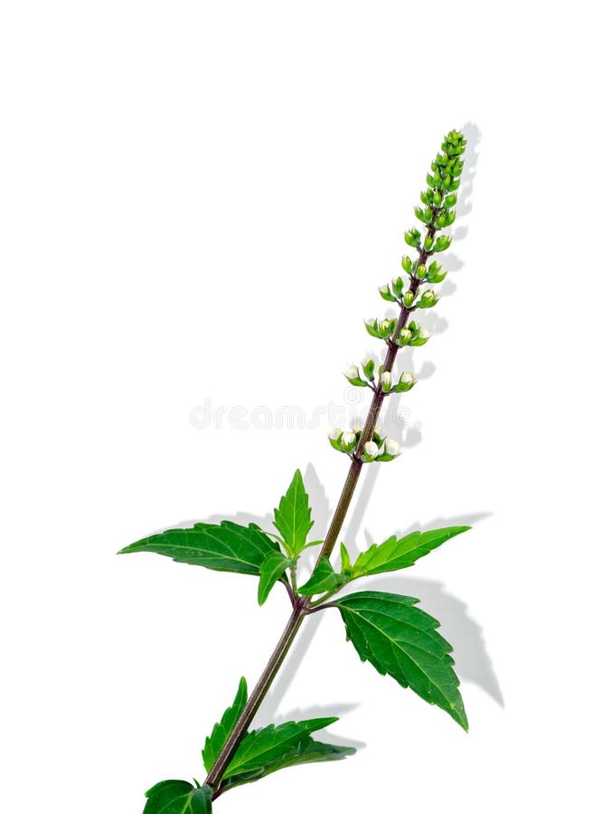 Close Up Cat S Whisker, Java Tea, Misai Kuching Leaves on White ...