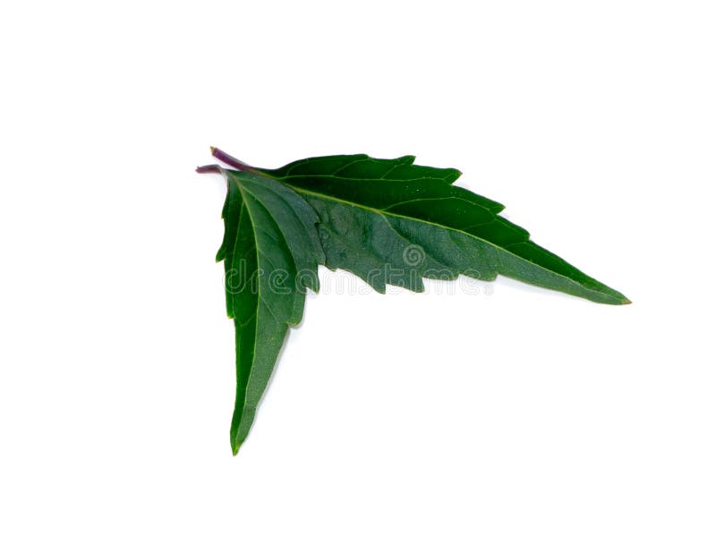 Close Up Cat S Whisker, Java Tea, Misai Kuching Leaves on White ...