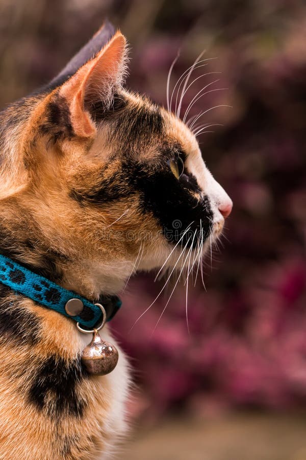 Close Up Cat (Side) Photography Stock Photo - Image of pets, adorable ...